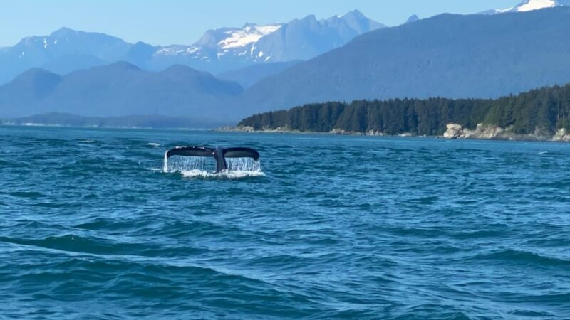 Juneau: Mendenhall Glacier Waterfall & Whale Watching Tour - Easy, Comfortable Transportation from Juneau