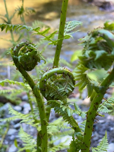 Juneau: Rainforest Photo Safari on a Segway - Frequently Asked Questions