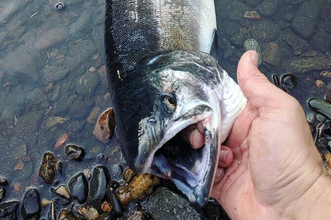 Juneau Shore Fishing Shuttle and Gear - Key Points