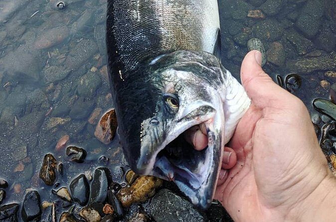 Juneau Shore Fishing Shuttle and Gear - Authenticity and Personal Experience