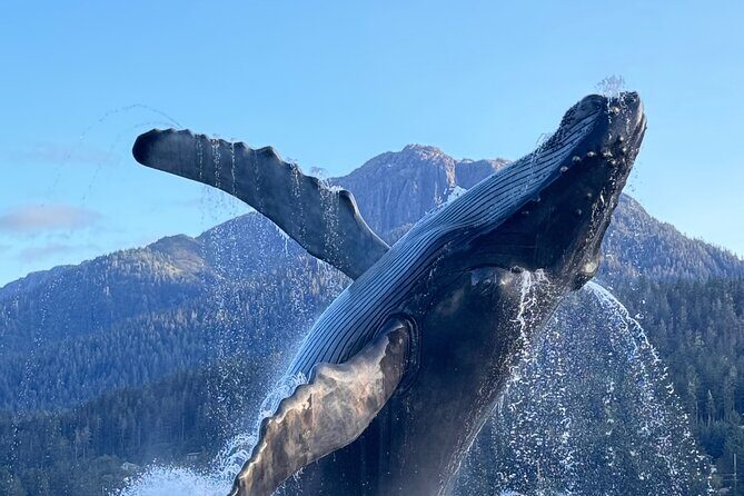 Juneau Top Sight Seeing Group Tour - Frequently Asked Questions