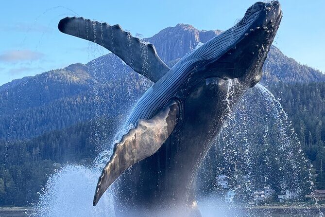 Juneau Top Sight Seeing Private Tour - Key Points