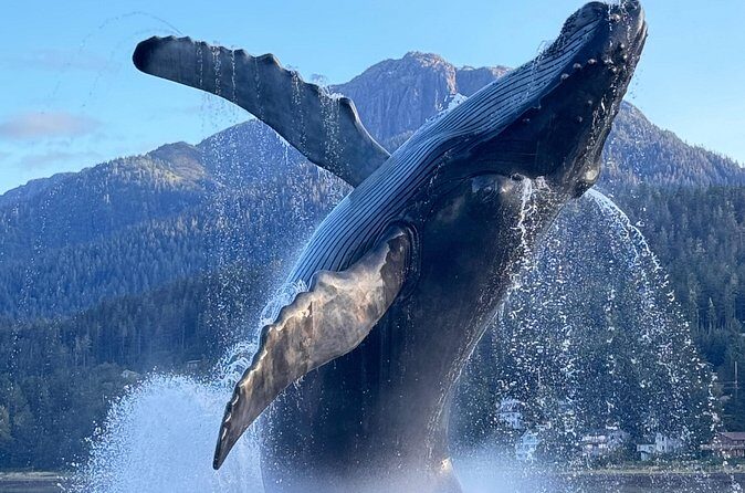 Juneau Top Sight Seeing Private Tour - Who Is This Tour Best For?