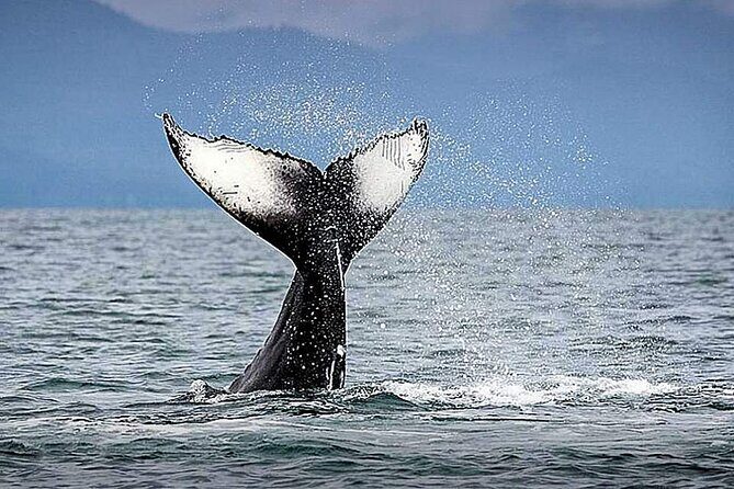 Juneau Whale Watch Adventure - Why This Whale Watch Tour Stands Out  