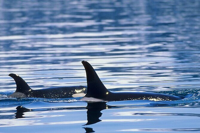 Juneau Whale Watch Adventure - Expertise and Enthusiasm of Guides  