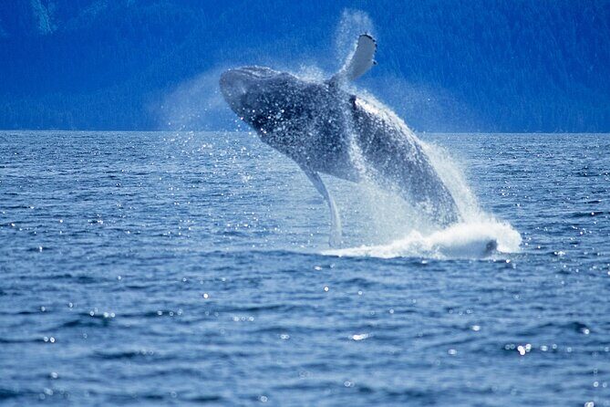 Juneau Whale Watch Adventure - Scenic Views and Wildlife Encounters  