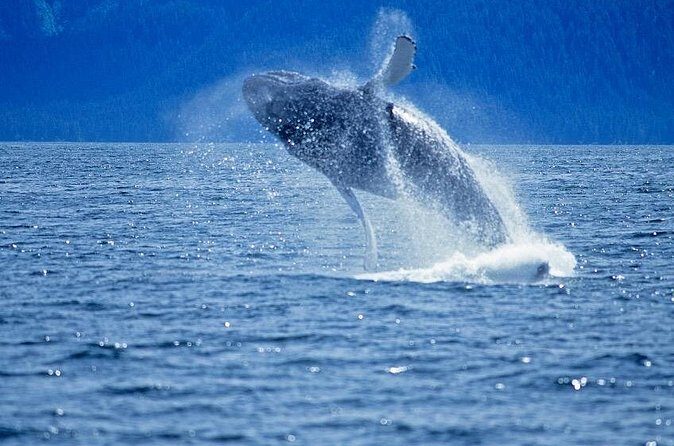 Juneau Whale Watch Adventure - Cost, Value, and Practical Considerations  