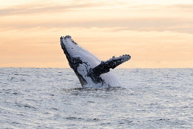 Juneau Whale Watch Adventure - Final Thoughts: Who Will Appreciate This Tour?  