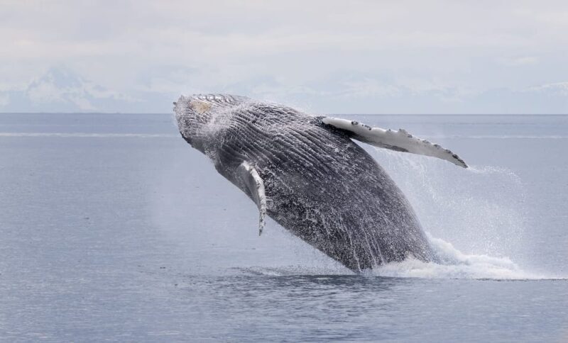 Juneau: Whale Watching and Wildlife Cruise with Local Guide - Key Points