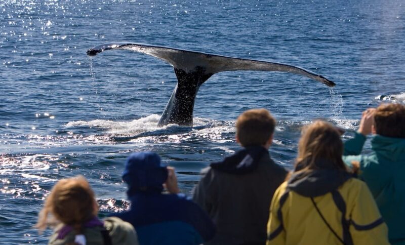 Juneau: Whale Watching and Wildlife Cruise with Local Guide - The Itinerary: What to Expect
