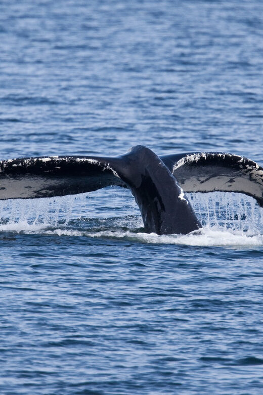 Juneau: Whale Watching and Wildlife Cruise with Local Guide - Authentic Experiences & Personal Highlights