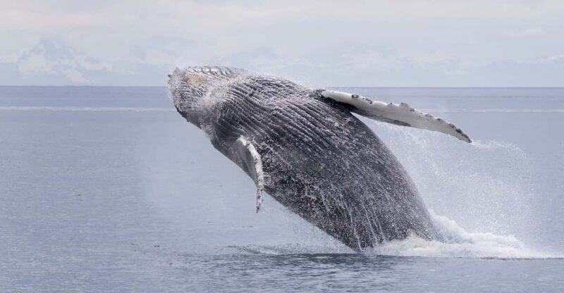Juneau: Whale Watching and Wildlife Cruise with Local Guide - Who Will Love This Tour?