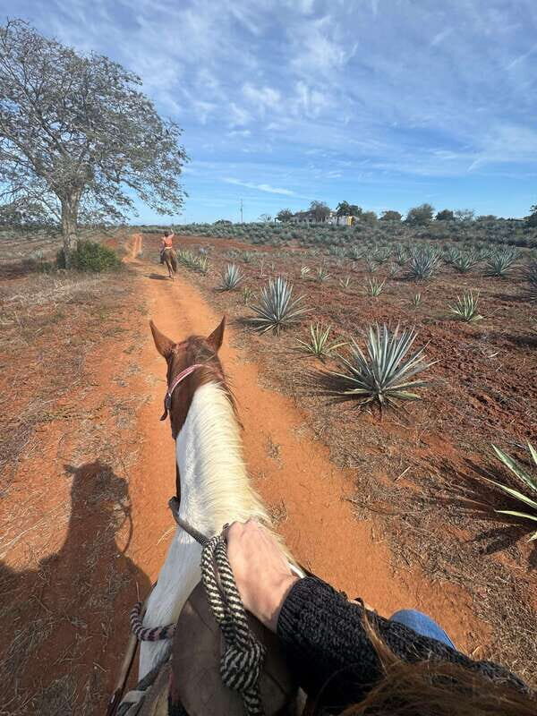 Jungle and beach horseback ride + lunch + mezcal - The Sum Up