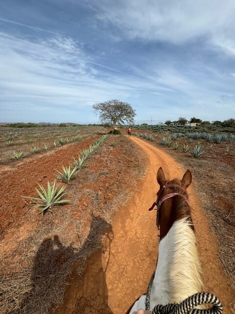 Jungle and beach horseback ride + lunch + mezcal - FAQ
