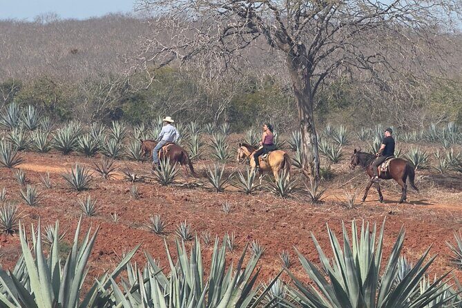 Jungle and Beach Horseback ride Tour in Pacific Coast - Who is This Tour Best For?