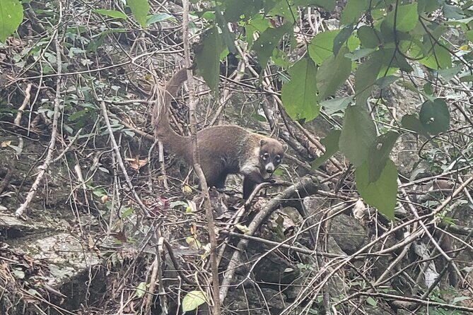 Jungle hike to palo maria Waterfalls - The Sum Up: Is This Tour Worth It?