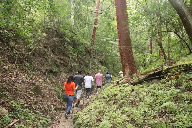 Jungle Hike Tour - Discovering Sierra Vallejo: What to Expect