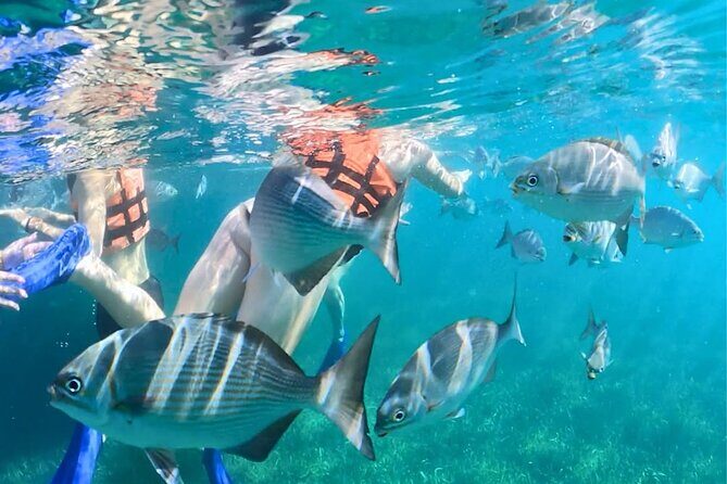 Jungle Speedboat, Mayan Show and Snorkeling Combo - FAQ