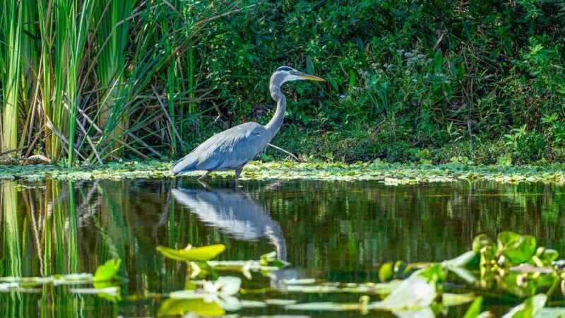 Jupiter: Wild and Scenic Loxahatchee River Kayak Tour - Authentic Experiences & Guest Feedback