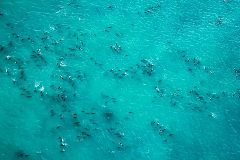 Kaikoura: 1-Hour Whale Watching Helicopter Tour - FAQs