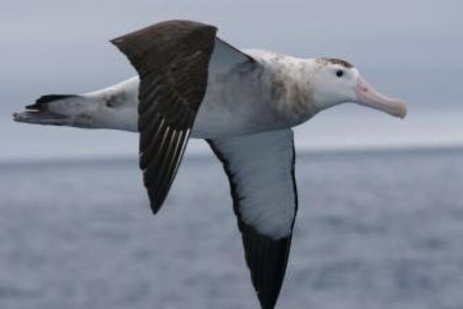 Kaikoura Albatross Encounter Tour from Christchurch - An In-Depth Look at the Kaikoura Albatross Encounter Tour