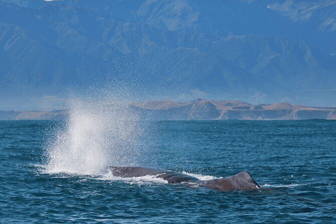 Kaikoura Day Trip including Whale Watch from Christchurch - Transportation and Convenience