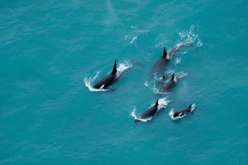 Kaikoura: Extended Flight Whale Watching & Mountain Tour - An In-Depth Look at Kaikoura’s Extended Flight Tour