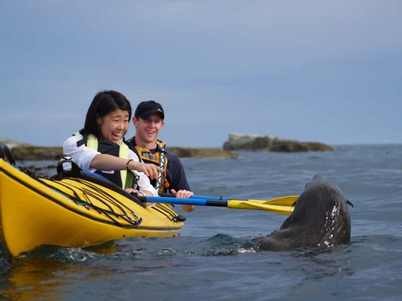 Kaikoura: Half-Day Wildlife Kayaking Tour - Key Points