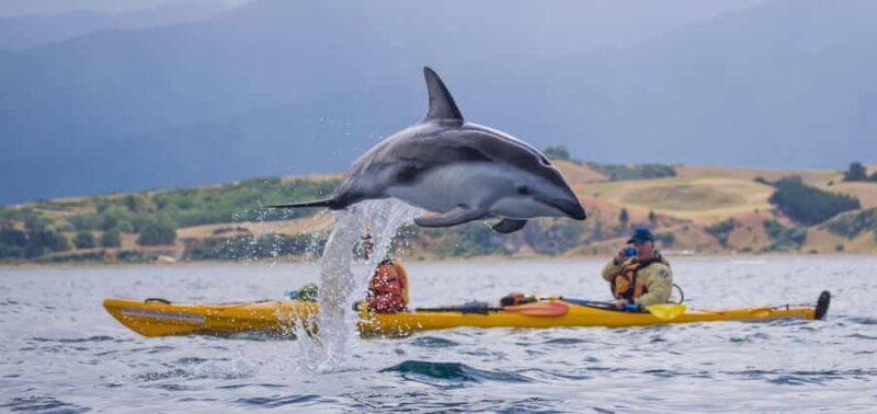 Kaikoura: Half-Day Wildlife Kayaking Tour - An Overview of the Experience