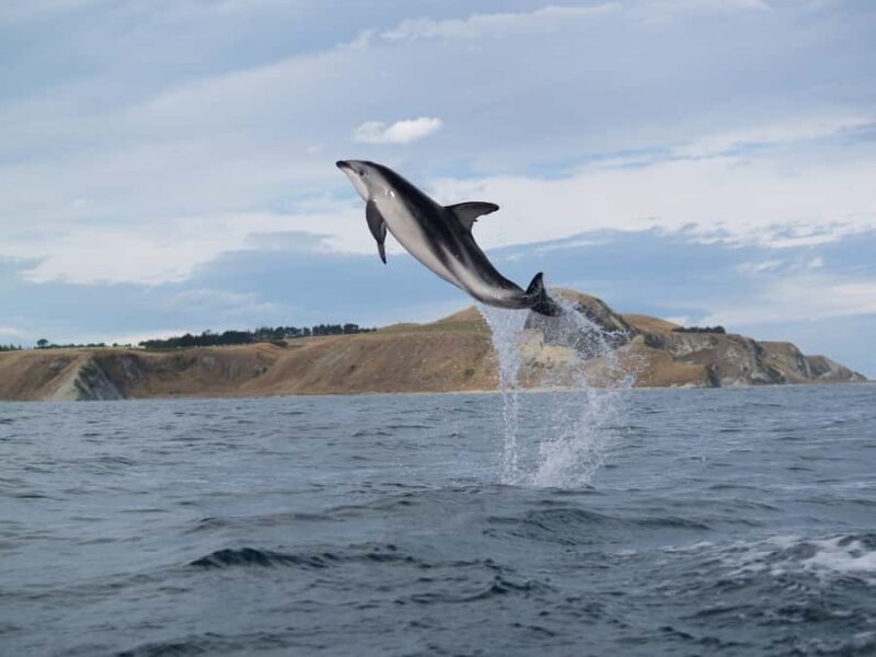 Kaikoura: Half-Day Wildlife Kayaking Tour - FAQ