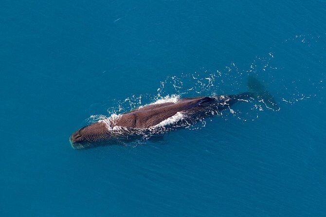 Kaikoura Helicopters Classic Whale Watch - Practical Information