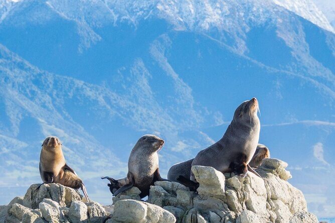 Kaikoura Kayaking Adventure Small Group Tour from Christchurch - Final Thoughts: Is It Worth It?
