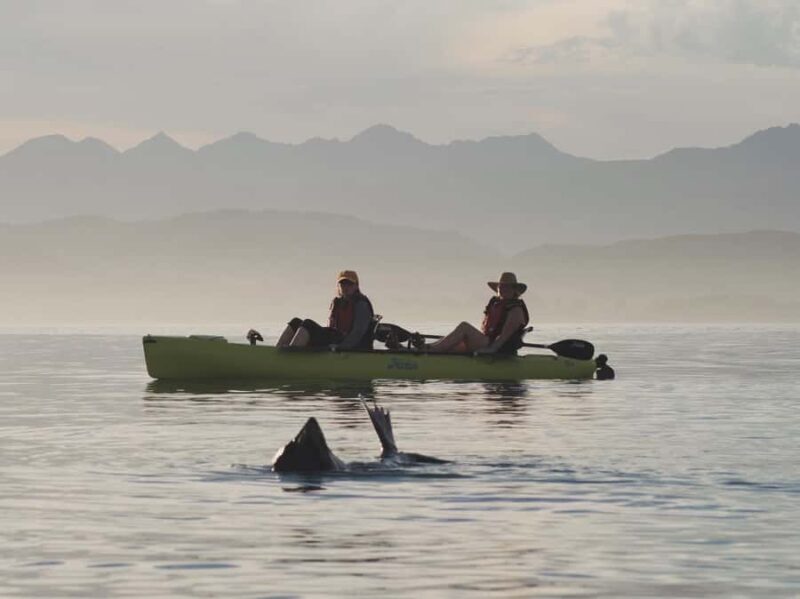 Kaikoura: Private Guided Kayak Tour with Seals - Key Points