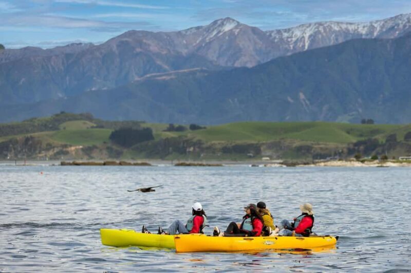 Kaikoura: Private Guided Kayak Tour with Seals - Why Choose a Kayak Tour in Kaikoura?