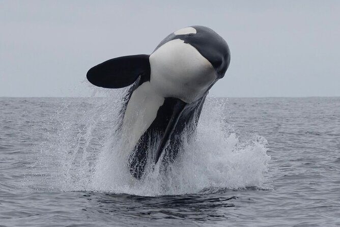 Kaikoura Private Whale Watching Day Trip from Christchurch - Key Points