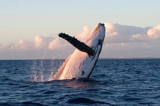Kaikoura Private Whale Watching Day Trip from Christchurch - A Closer Look at the Kaikoura Private Whale Watching Day Trip