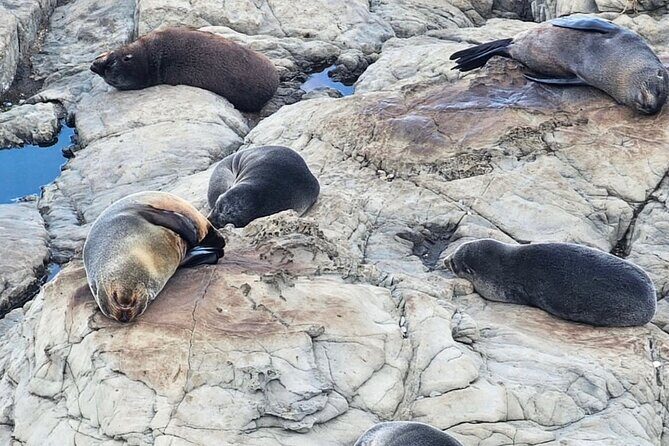 Kaikoura Private Whale Watching Day Trip from Christchurch - FAQ