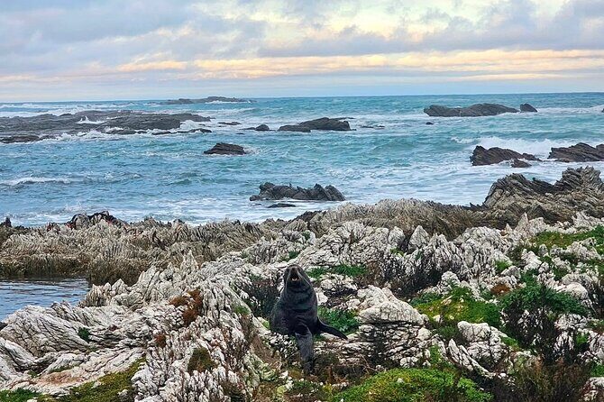 Kaikoura Private Whale Watching Day Trip from Christchurch - In The Sum Up