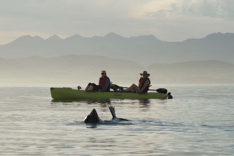 Kaikoura: Seal-Watching Pedal Kayak Tour - Potential Drawbacks and Considerations