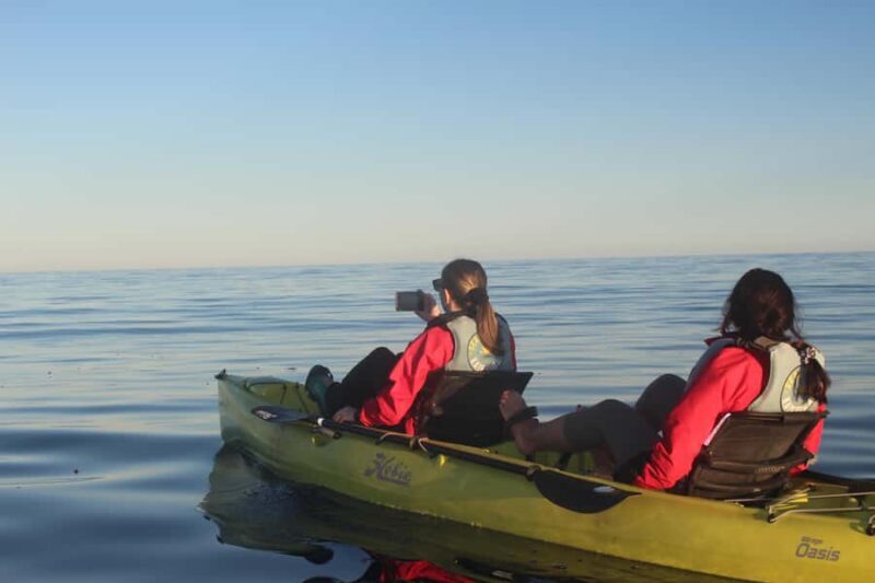 Kaikoura: Seal-Watching Pedal Kayak Tour - Who Will Love This Tour?