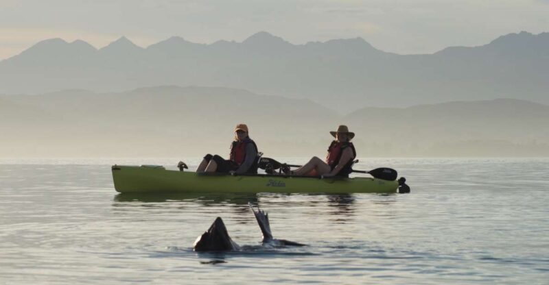 Kaikoura: Seal-Watching Pedal Kayak Tour - Frequently Asked Questions