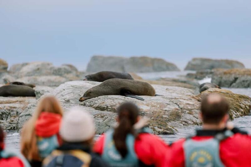Kaikoura: Seal-Watching Pedal Kayak Tour - Final Thoughts