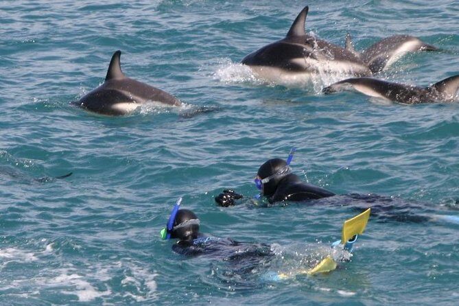Kaikoura Swim with Dolphins Tour from Christchurch - FAQ