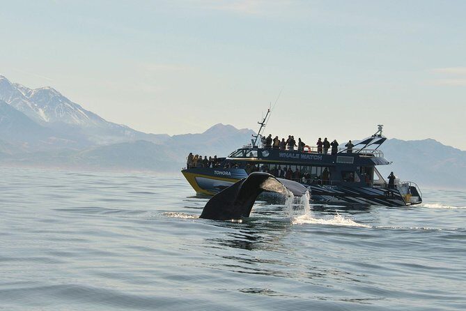 Kaikoura Whale Watch Day Tour from Christchurch - An Introduction to the Tour Experience