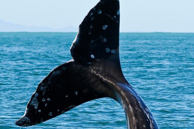 Kaikoura Whale Watch Day Tour from Christchurch - Land and Seal Colony Visits