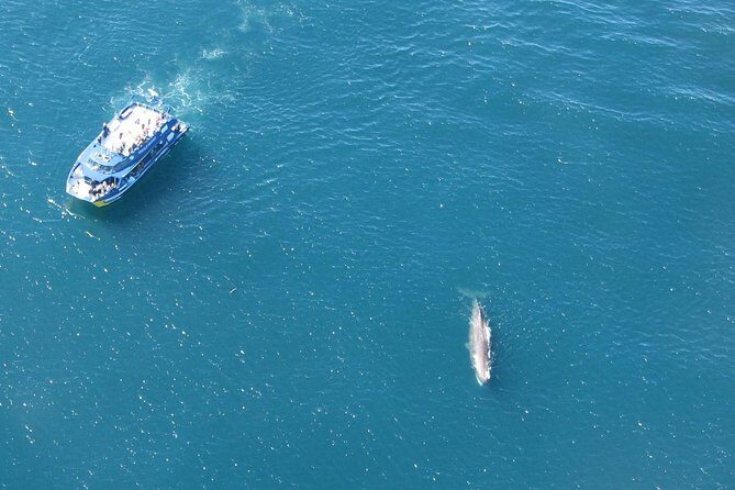 Kaikoura Whale Watch Day Tour from Christchurch - Practical Details and Considerations