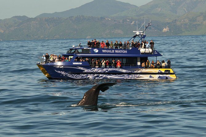 Kaikoura Whale Watch Day Tour from Christchurch - Who Will Enjoy This Tour?