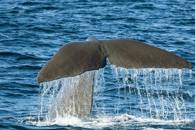Kaikoura Whale Watch Day Tour from Christchurch including Coastal Pacific Train - In-Depth Review: Why This Tour Truly Delivers