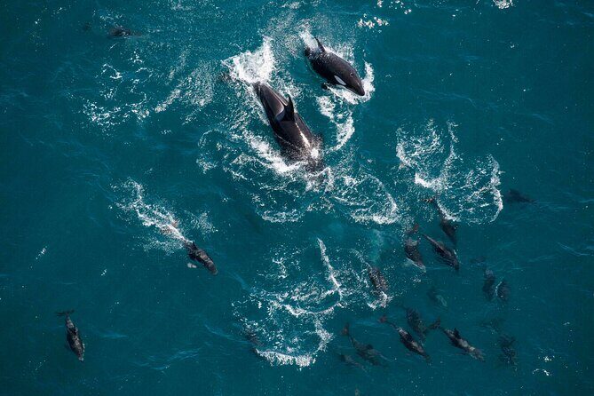 Kaikoura Whale Watching - 45 Minute Ocean Safari - Who Should Consider This Tour?