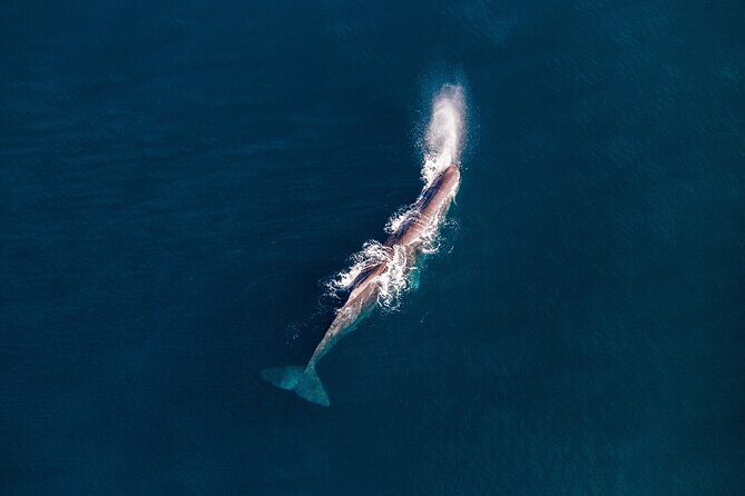 Kaikoura Whale Watching - 45 Minute Ocean Safari - The Sum Up